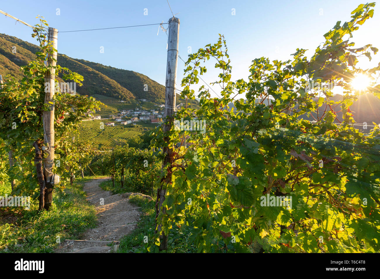 Italy, Veneto. Prosecco Road. Treviso district. Follo, vineyards of ...
