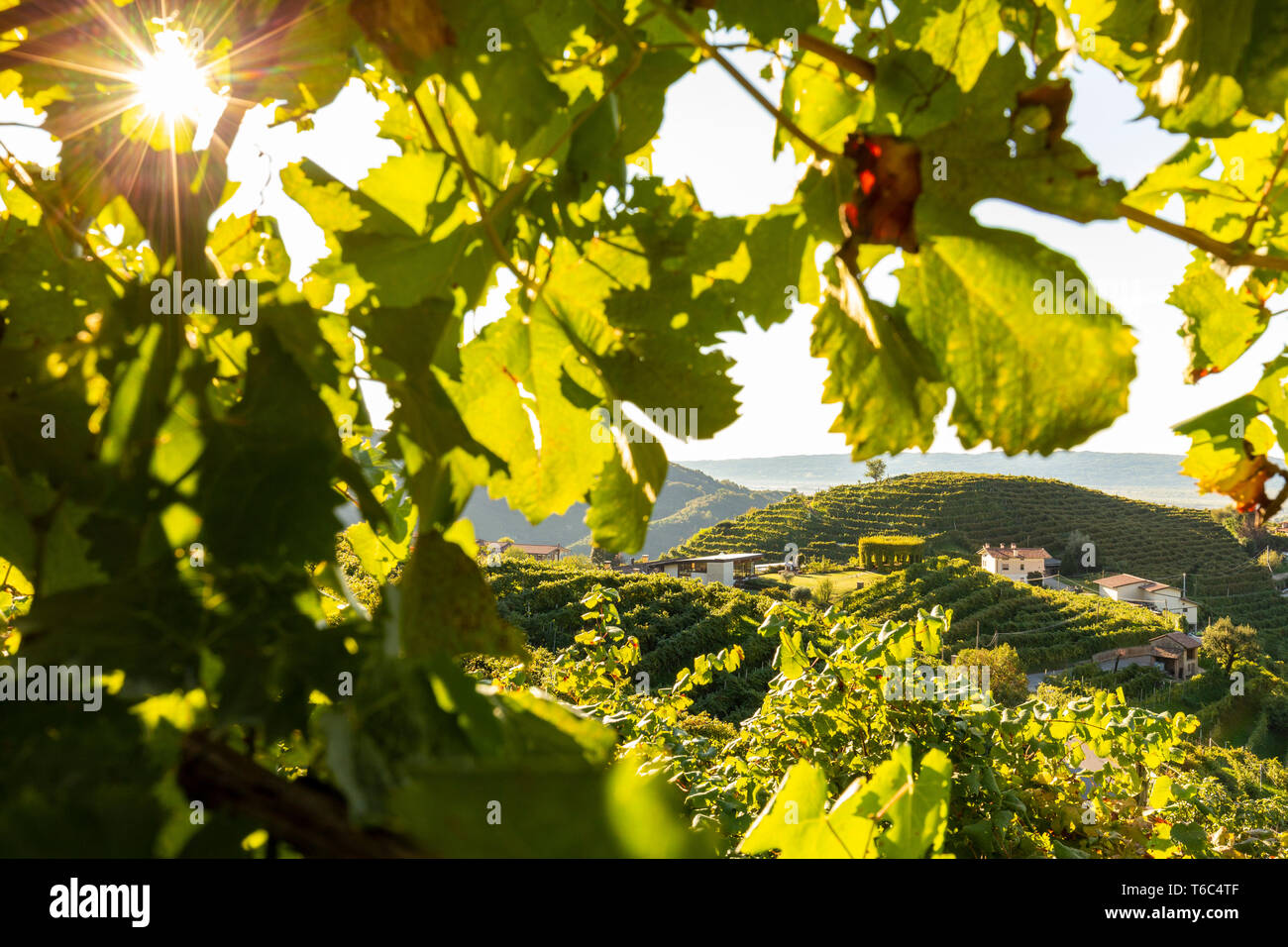 Italy, Veneto. Prosecco Road. Treviso district. Follo, vineyards of ...