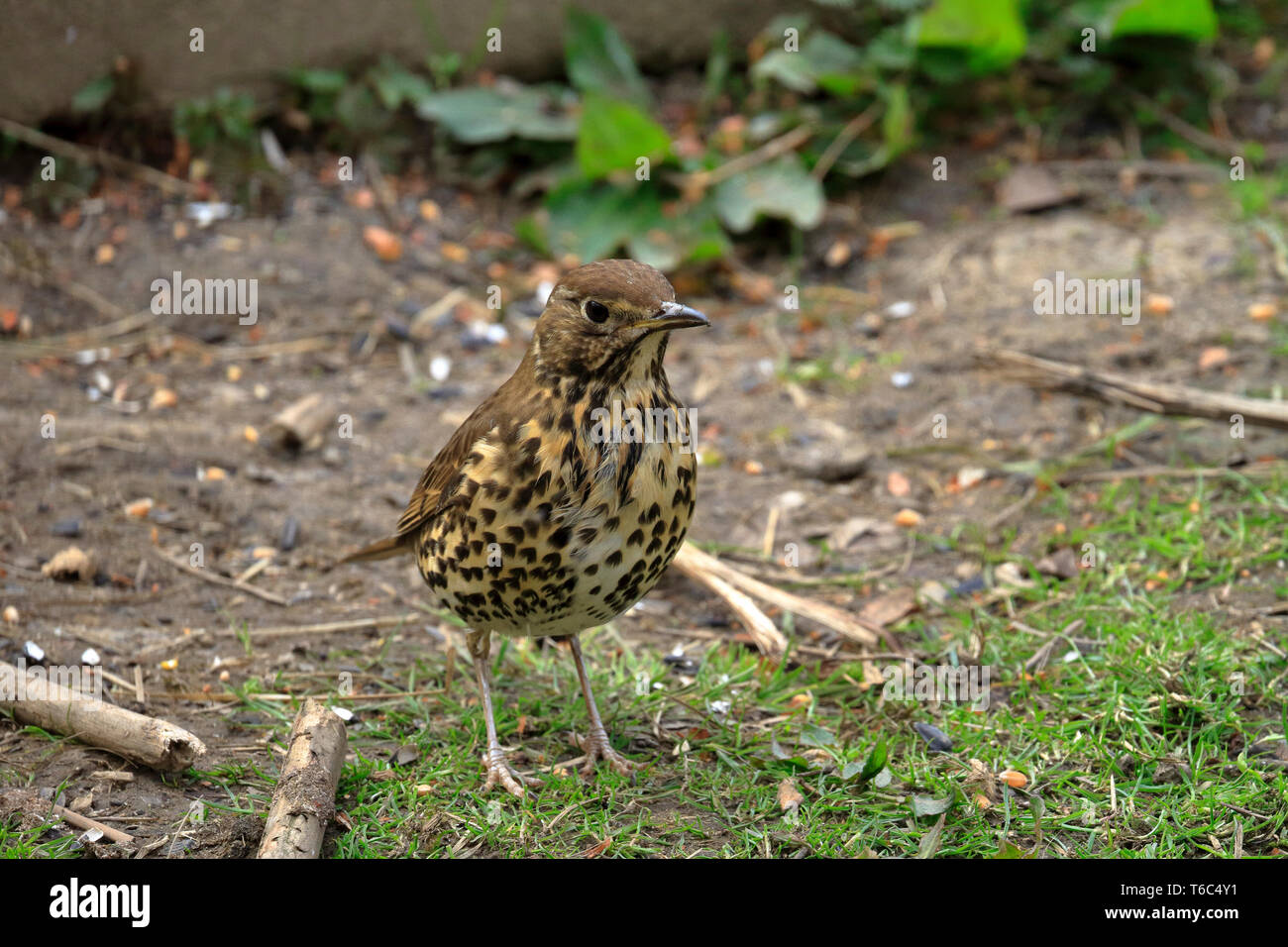 Song thrush uk uk hi-res stock photography and images - Alamy