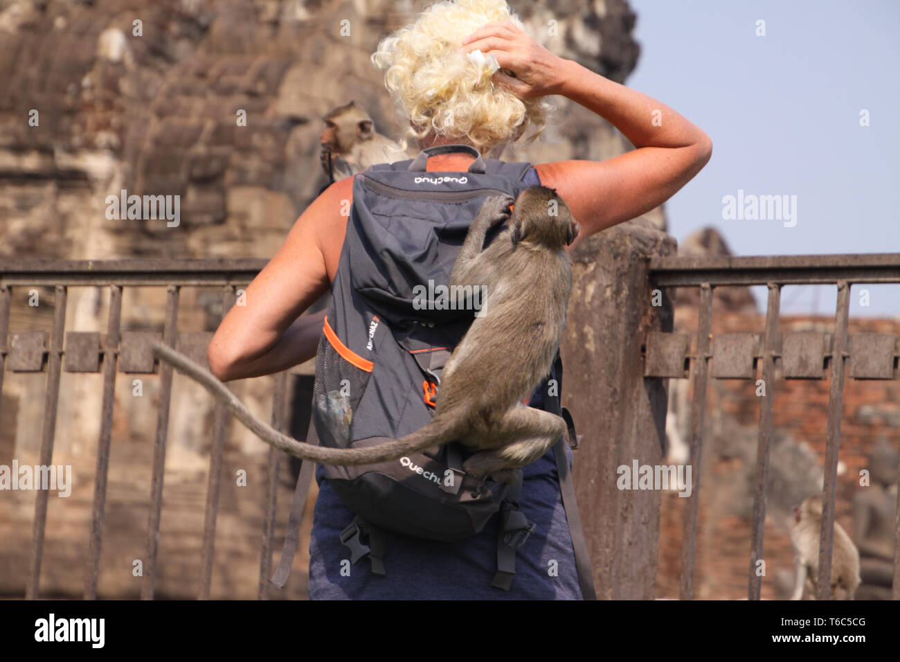 LOPBURI, THAILAND - JANUARY 9 2019: Tourist Woman attacked by monkeys ...