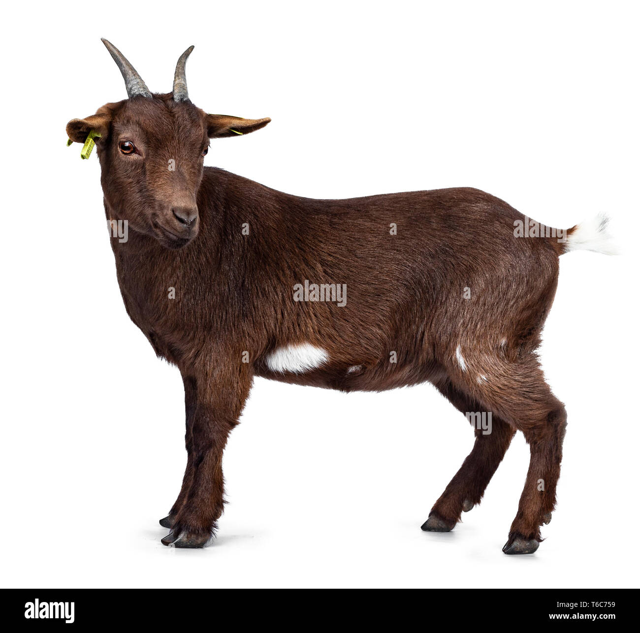 Cute dark brown pygmy goat, standing side ways. Looking beside camera ...