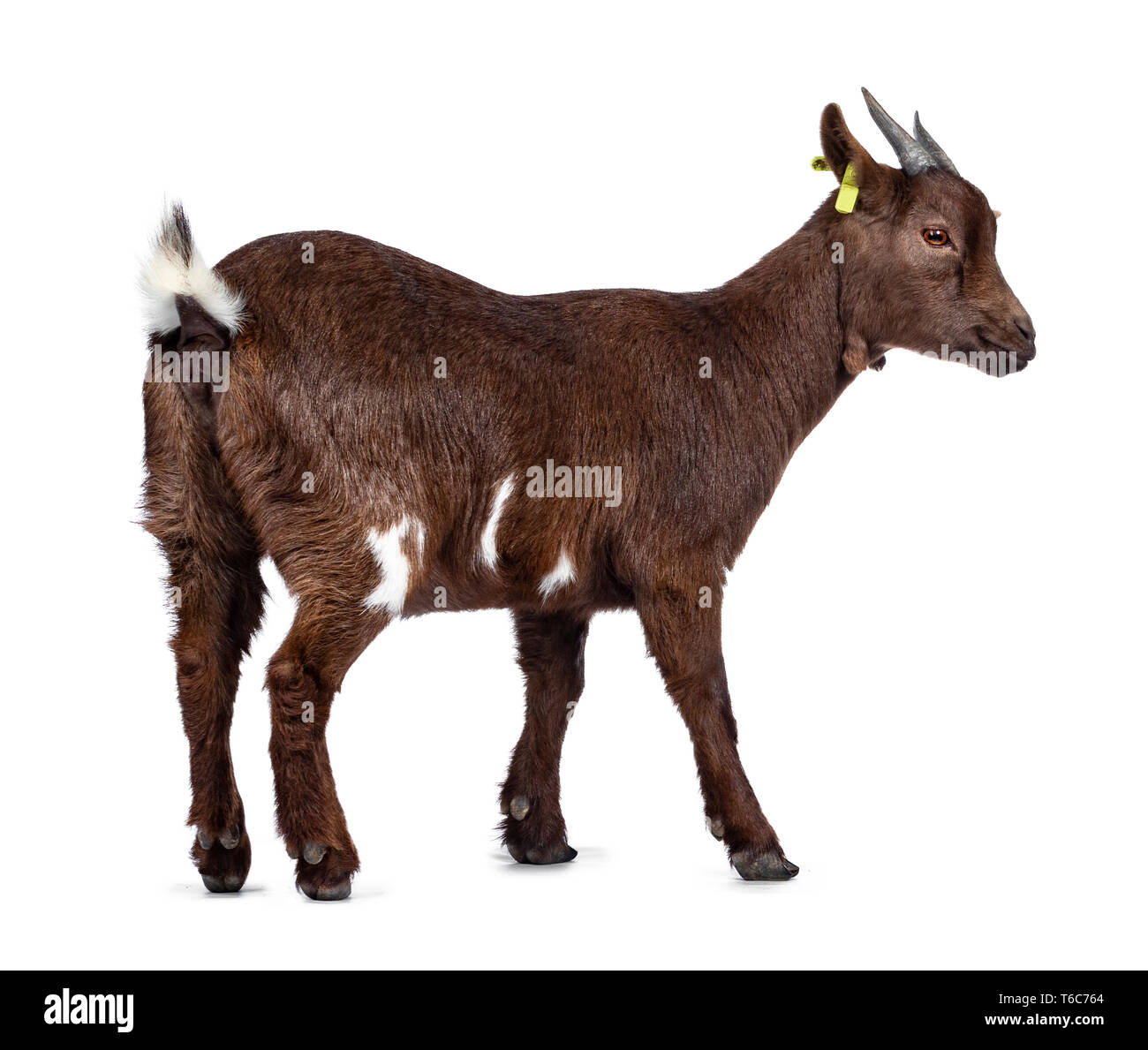 Cute dark brown pygmy goat, standing backwards / side ways. Looking ...