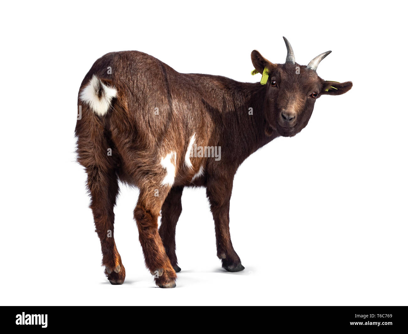 Cute dark brown pygmy goat, standing backwards / side ways. Looking ...