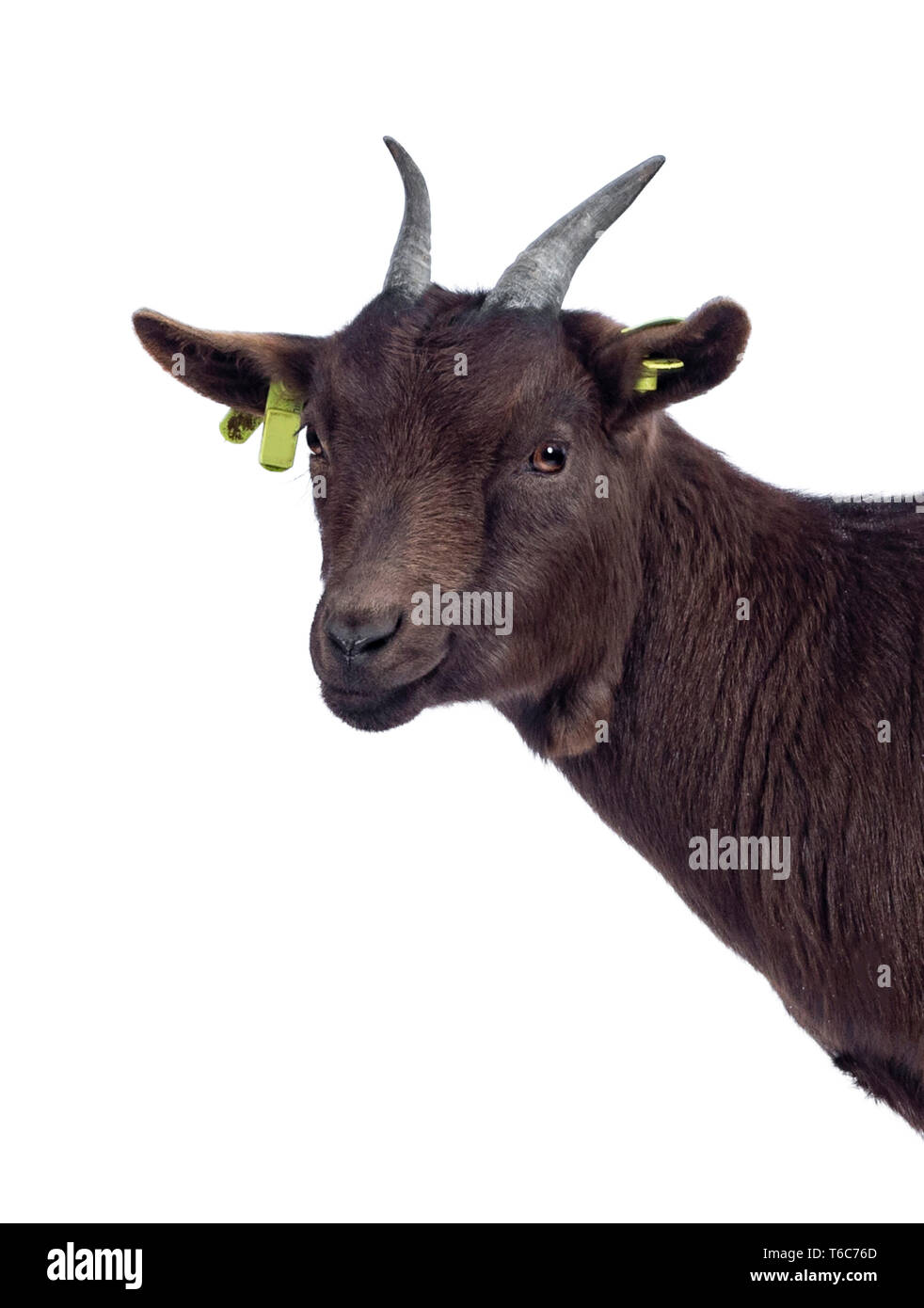 Head shot of cute dark brown pygmy goat, standing side ways. Looking at ...