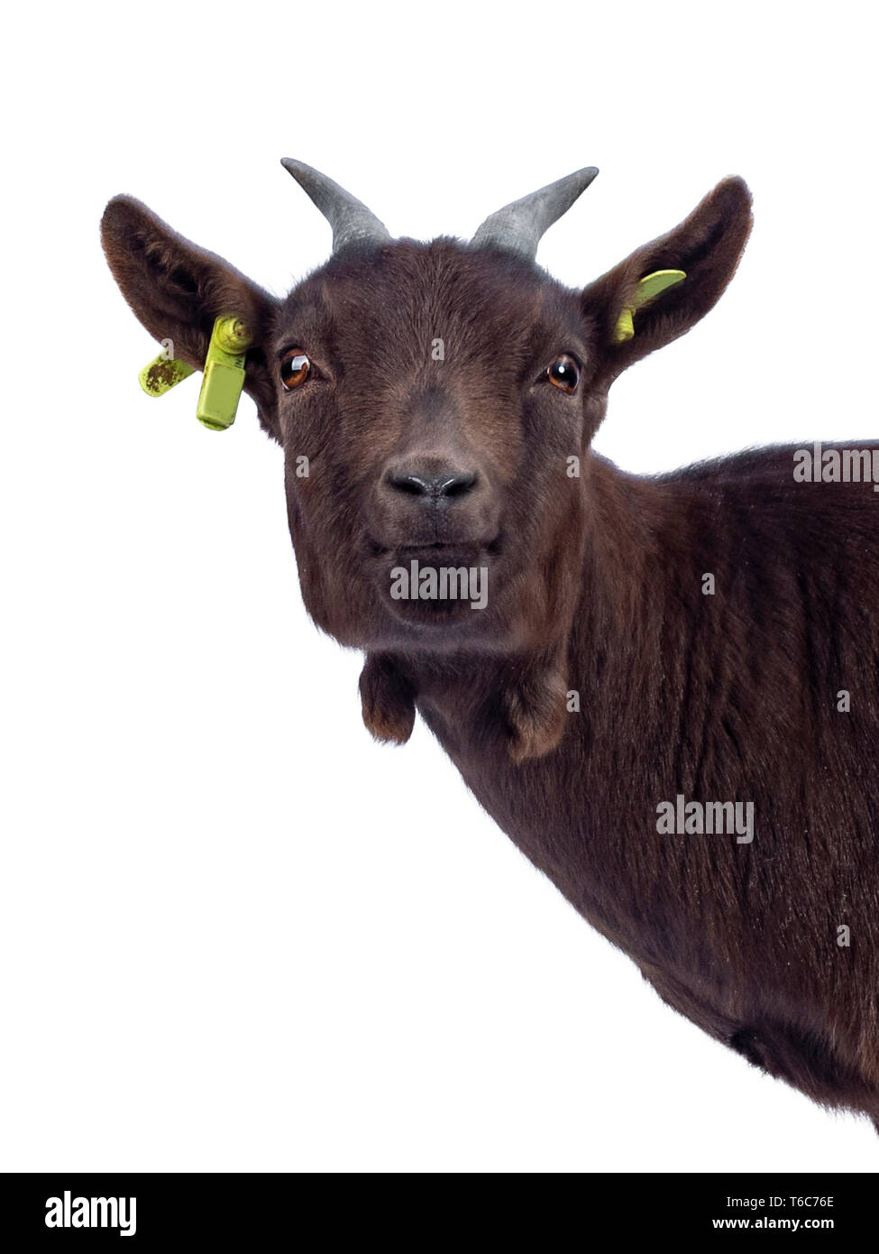 Head shot of cute dark brown pygmy goat, standing side ways. Looking at ...
