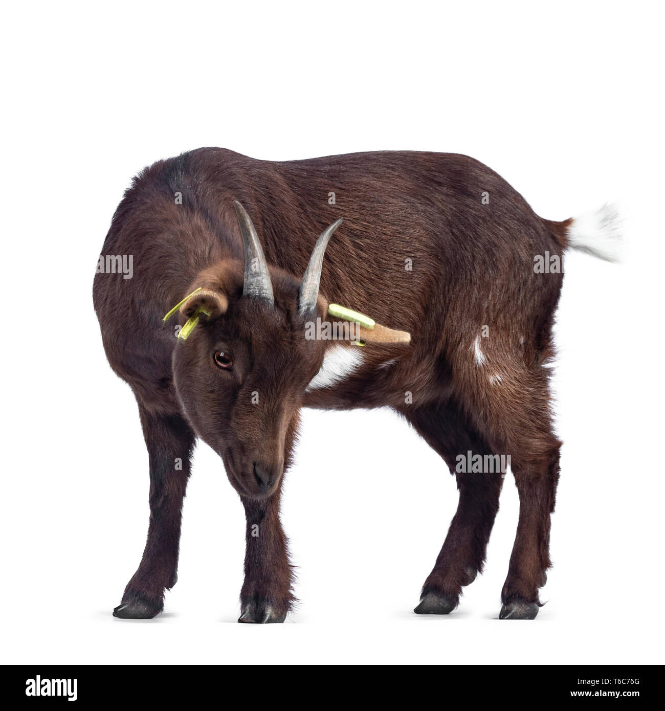 Cute dark brown pygmy goat, standing side ways. Looking down with head ...