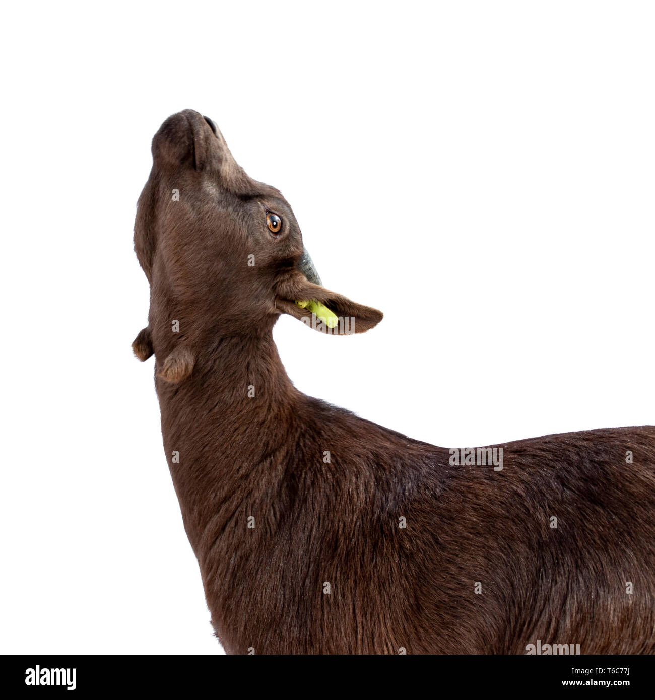 Head shot of cute dark brown pygmy goat, standing side ways. Head and ...
