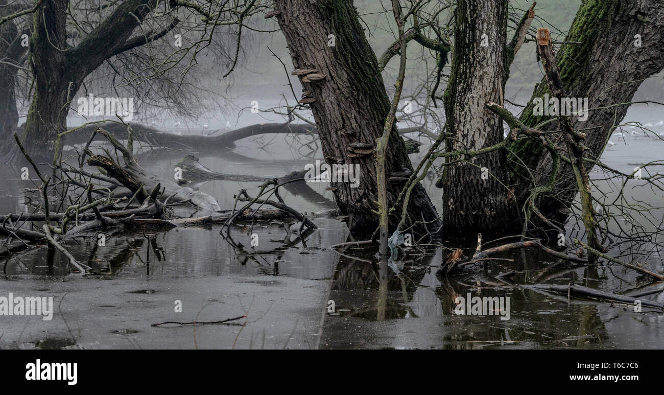 Dead tree polluted water river hi-res stock photography and images - Alamy