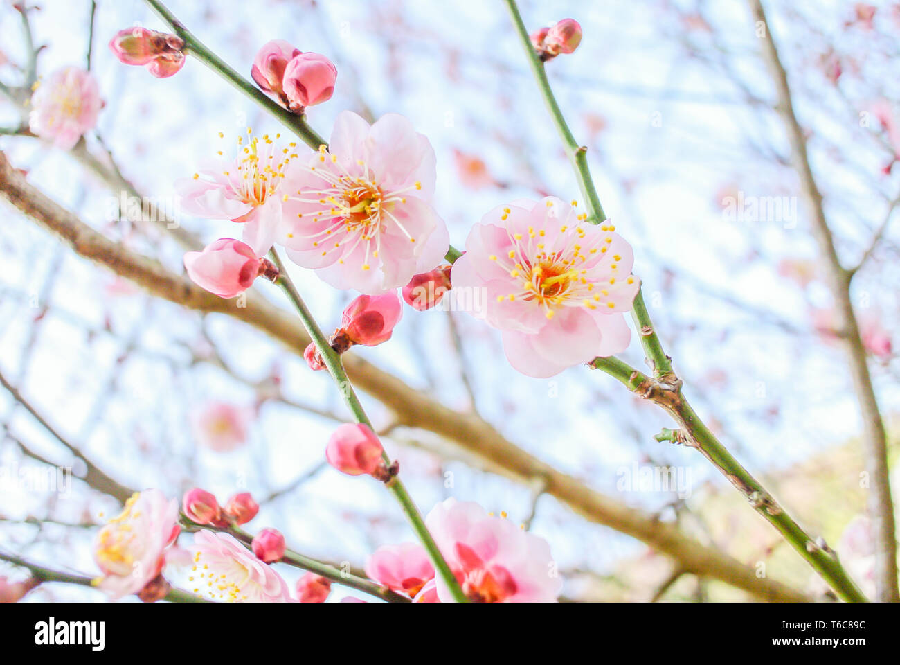 Soft pink sakura blossoms hi-res stock photography and images - Alamy