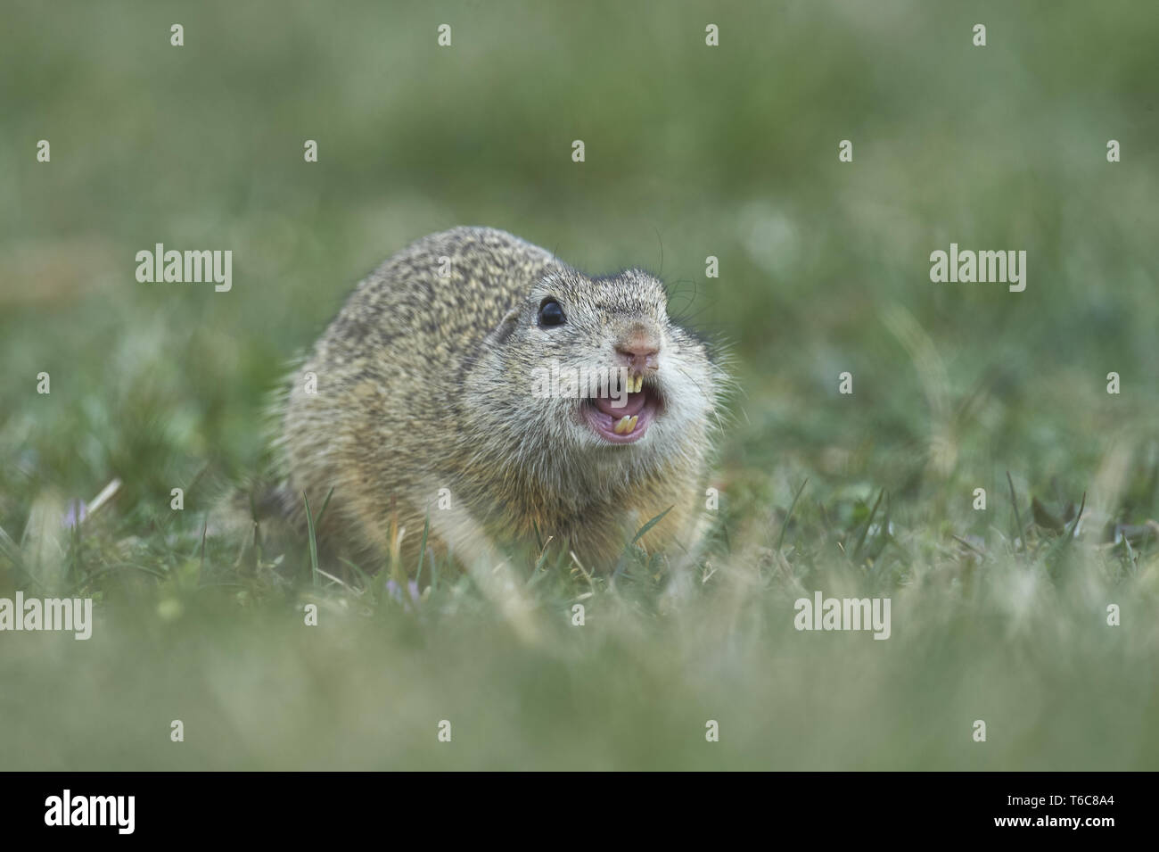 European Ground Squirrel, Gopher, genus Spermophilus, Austria Stock ...