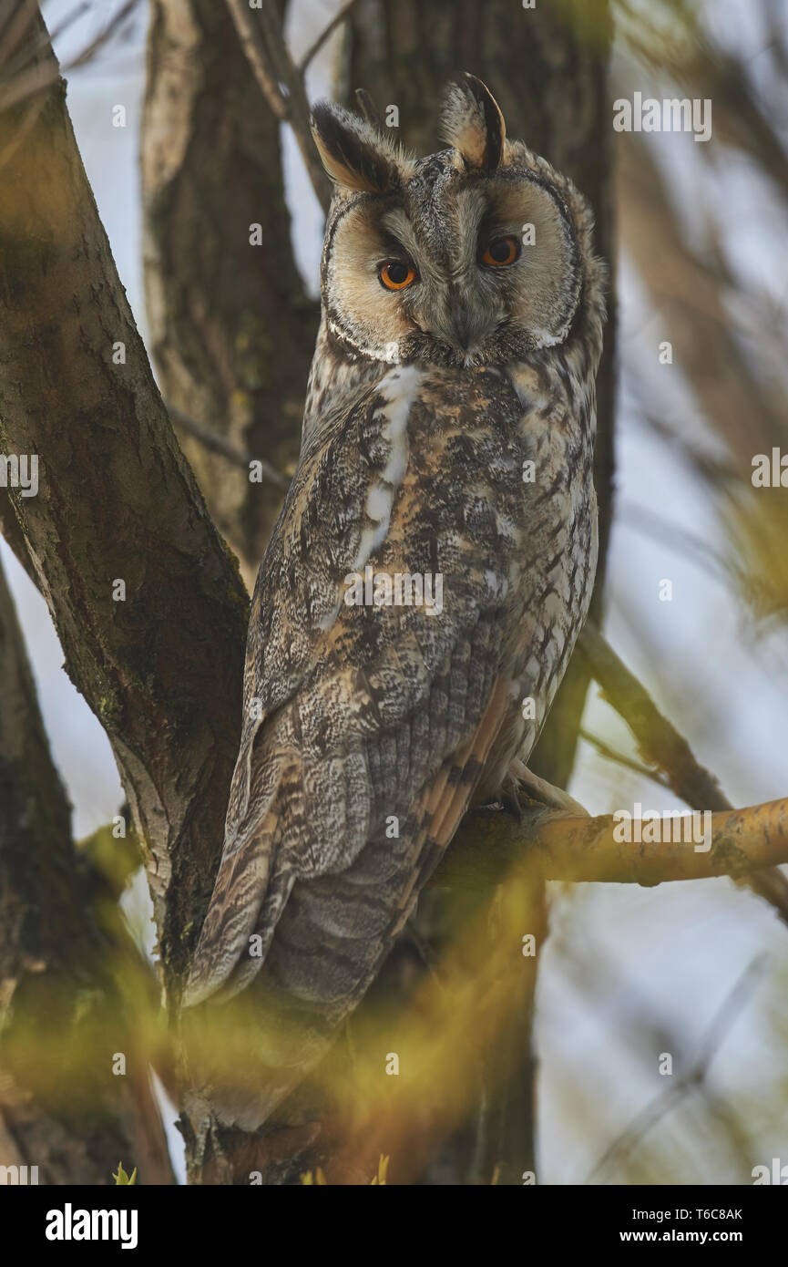 Northern long eared ow hi-res stock photography and images - Alamy