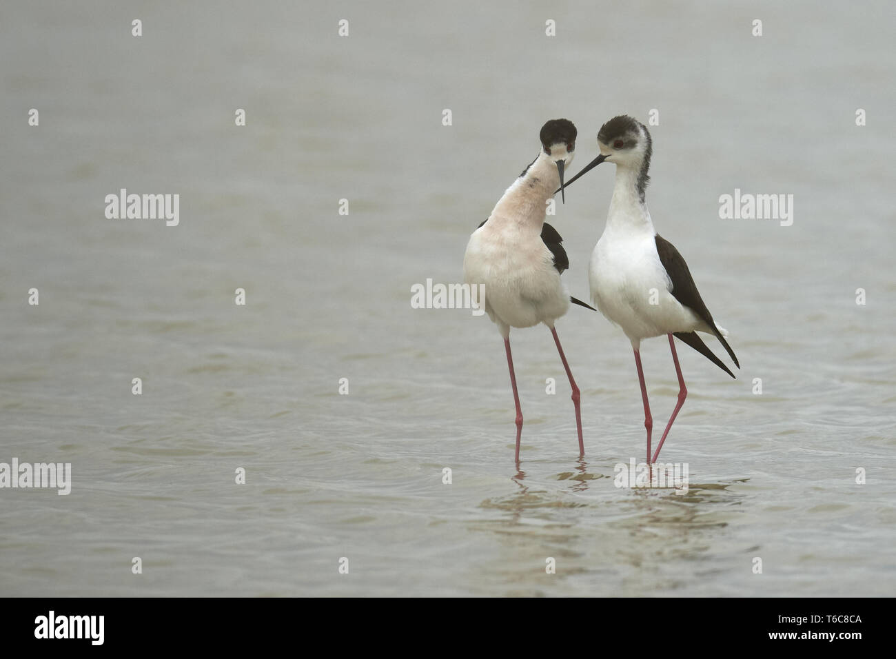 Common Stilt, Himantopus himantopus, North Sea, Europe Stock Photo - Alamy