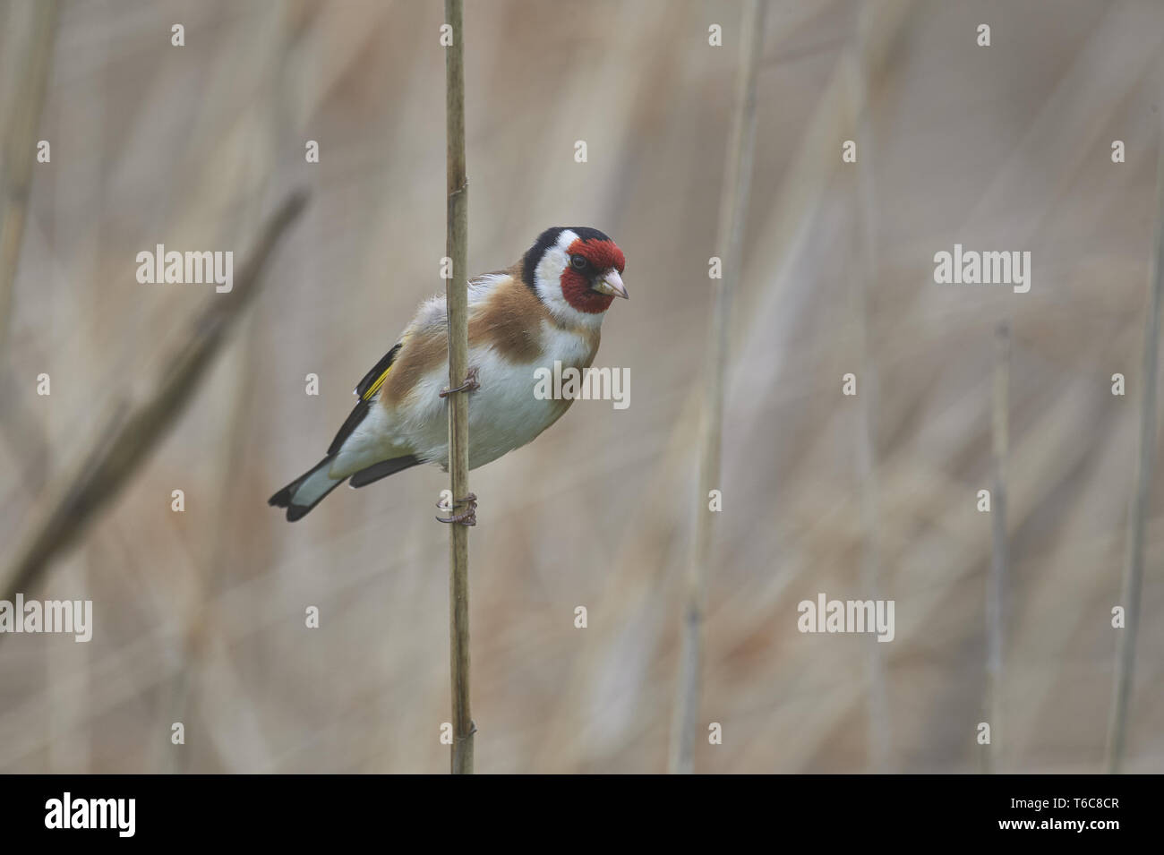 European Goldfinch, Carduelis Carduelis Stock Photo - Alamy