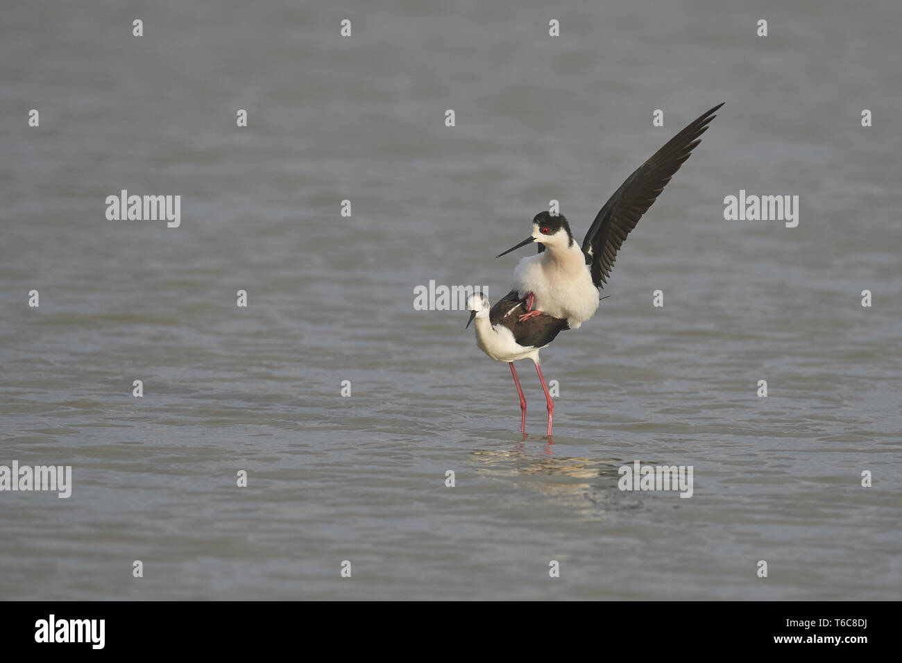 Common Stilt, Himantopus himantopus, North Sea, Europe Stock Photo - Alamy