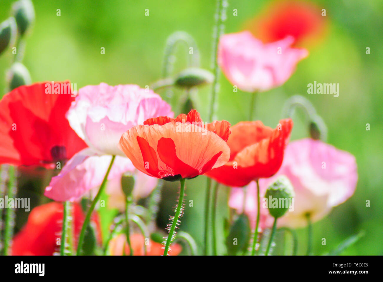 Papaver rhoeas somniferum poppies poppy hi-res stock photography and ...