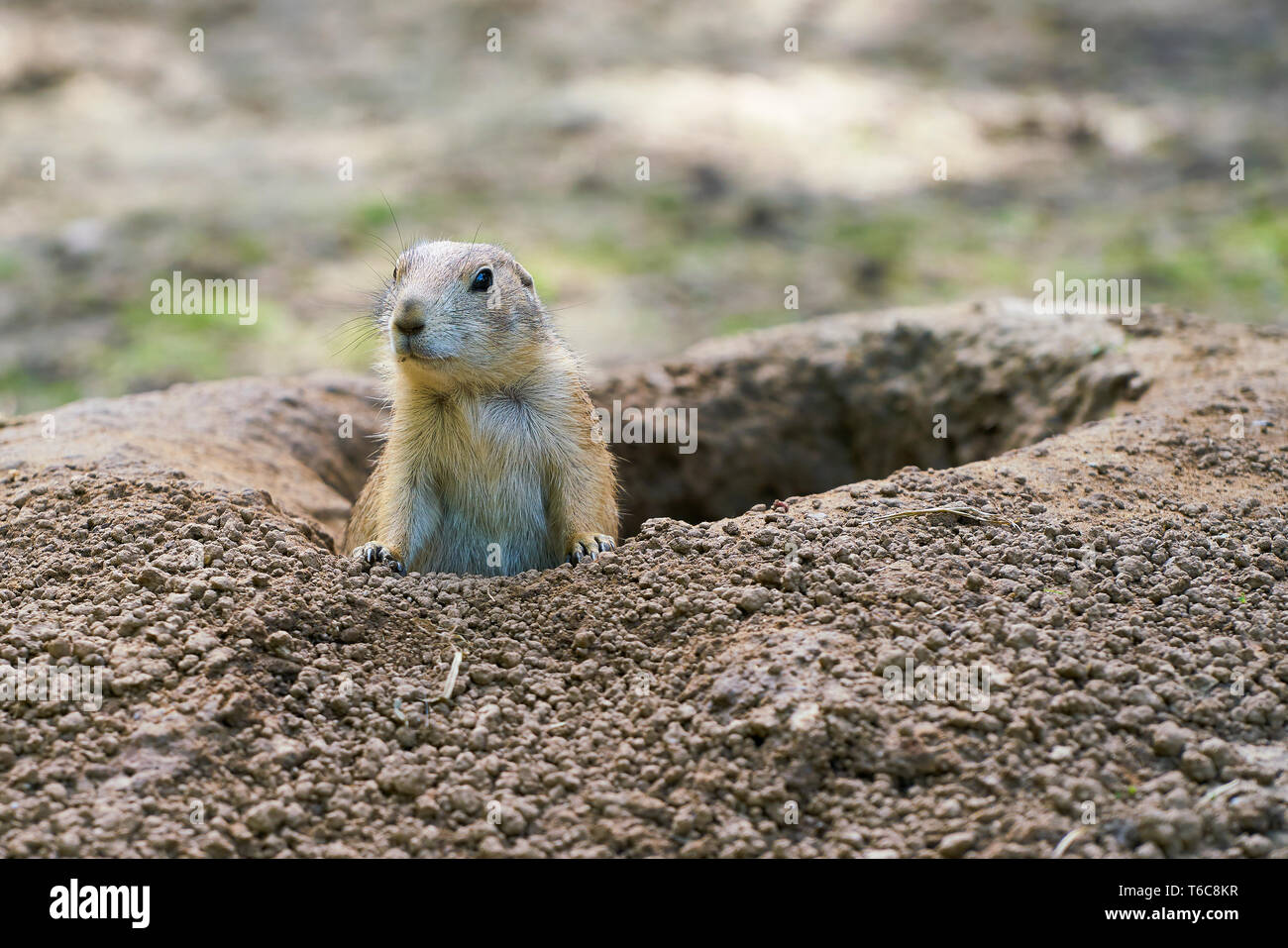 Prairie Dog Hole