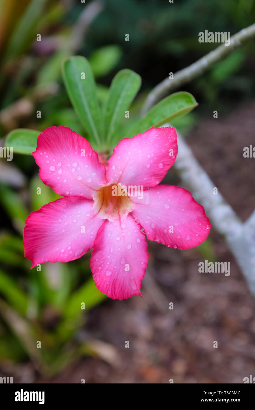 Adenium obesum also known as Desert Rose, pink flower Stock Photo - Alamy