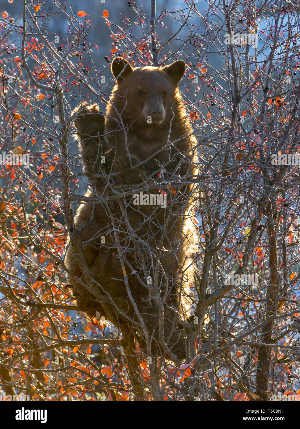Black Bear (Ursus americanus) feeding on Hawthorn berries at sunrise ...