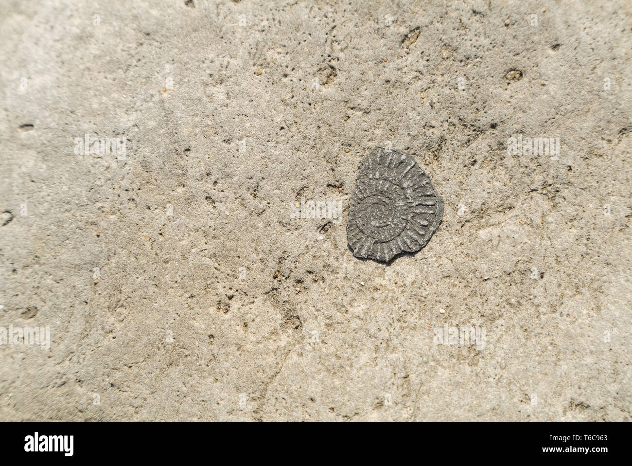 Fossil texture hi-res stock photography and images - Alamy