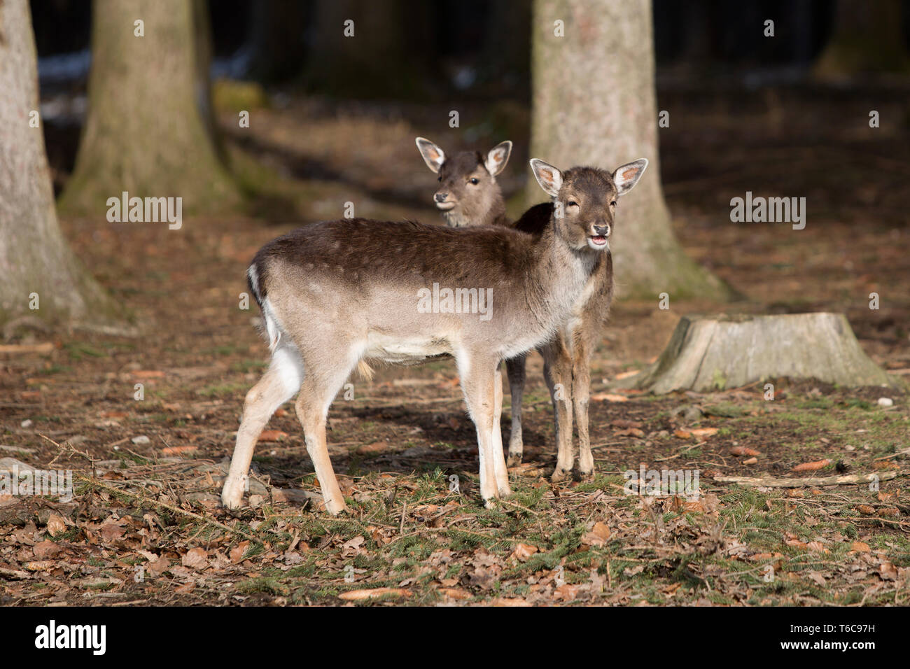 Two young roe deer in a snowy forest Stock Photo - Alamy