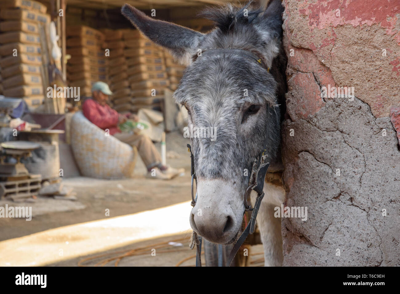 Arabic donkey hi-res stock photography and images - Alamy