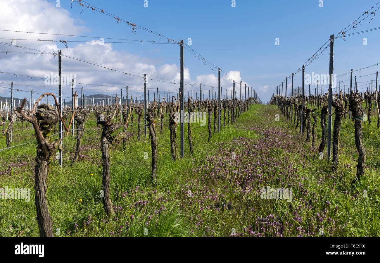 Wine field in spring Stock Photo - Alamy