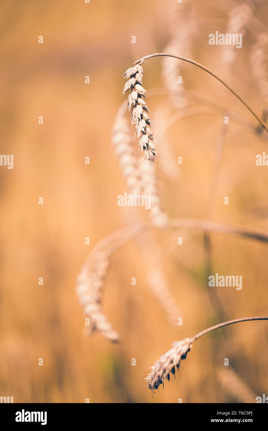 Organic golden spring cereal wheat grains Stock Photo - Alamy