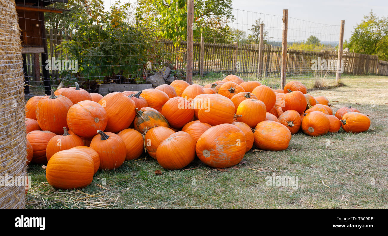 Farm fresh pumpkins on grass hi-res stock photography and images - Alamy