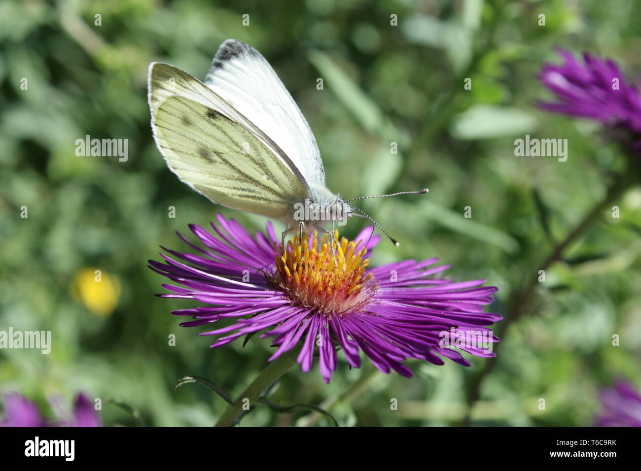 Robberies hi-res stock photography and images - Alamy