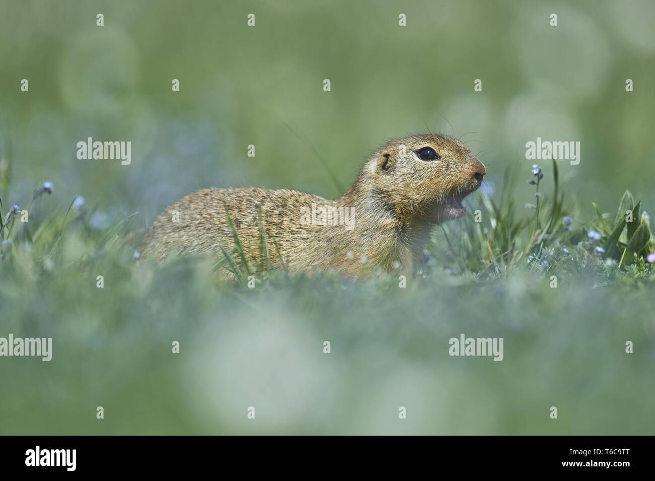 European Ground Squirrel, Gopher, genus Spermophilus, Austria Stock ...