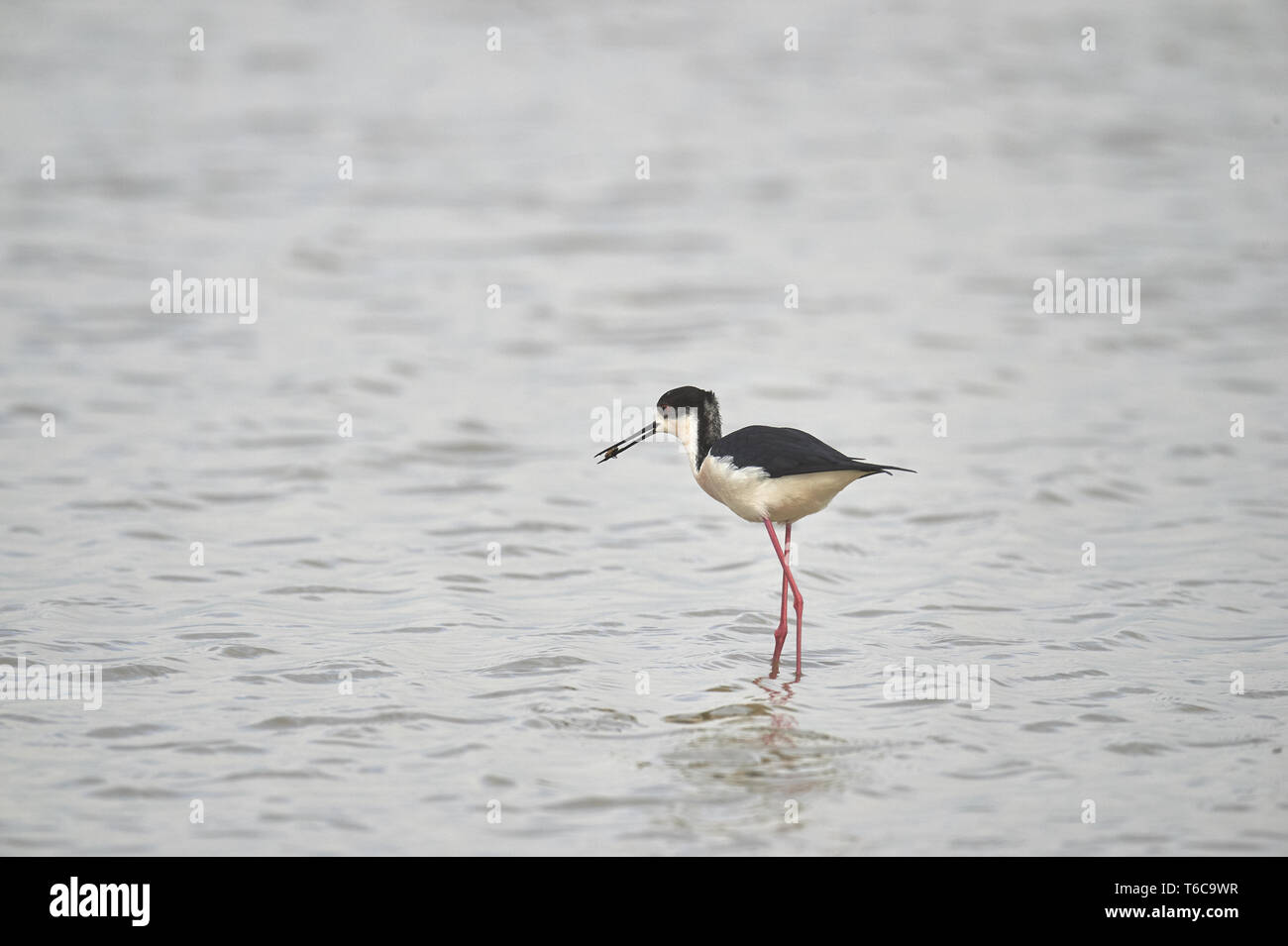 Common Stilt, Himantopus himantopus, North Sea, Europe Stock Photo - Alamy