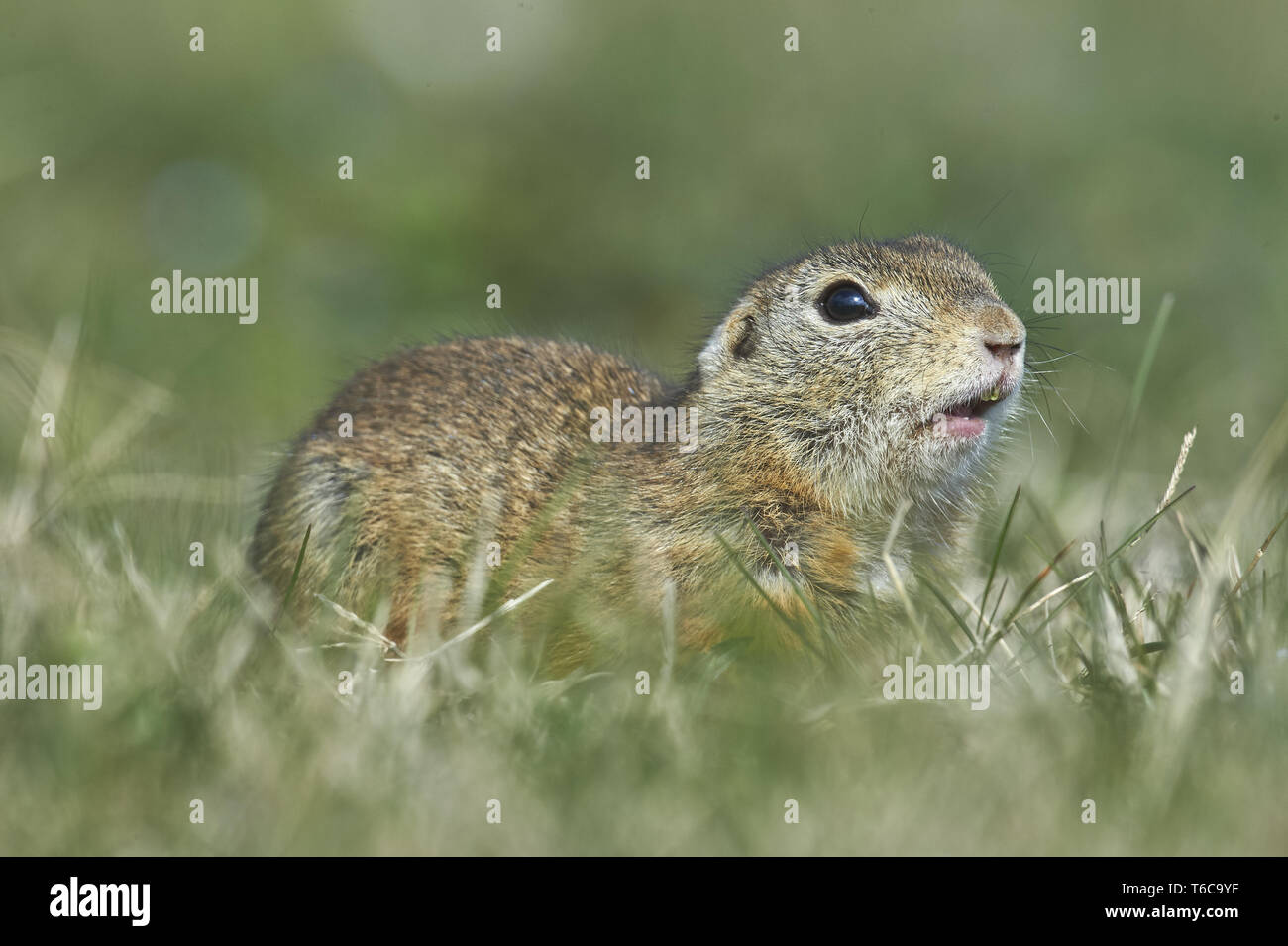 European Ground Squirrel, Gopher, genus Spermophilus, Austria Stock ...