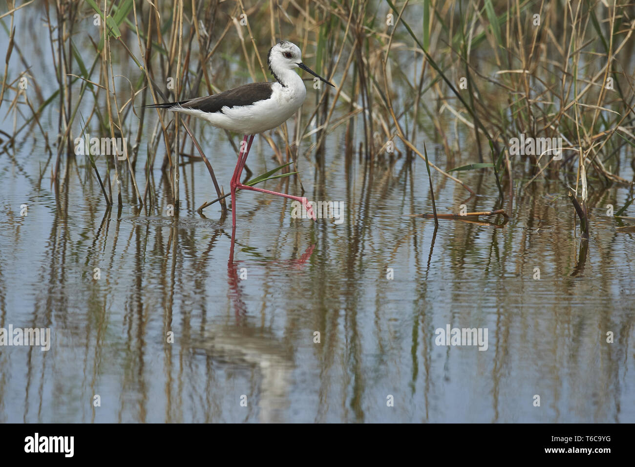 Common Stilt, Himantopus himantopus, North Sea, Europe Stock Photo - Alamy