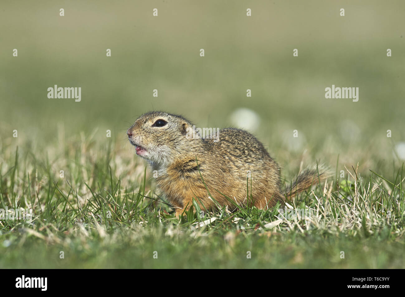European Ground Squirrel, Gopher, genus Spermophilus, Austria Stock ...