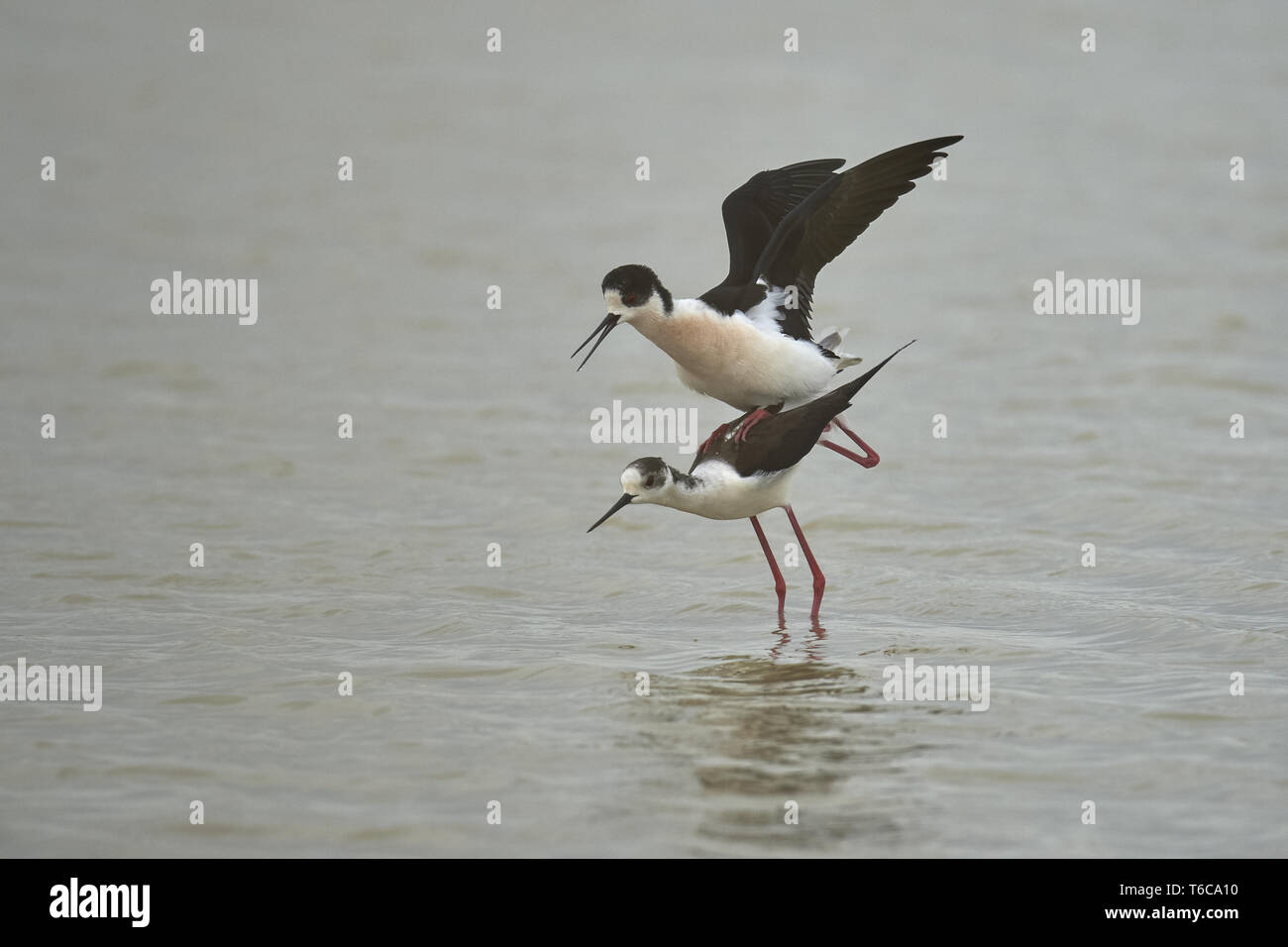 Common Stilt, Himantopus himantopus, North Sea, Europe Stock Photo - Alamy