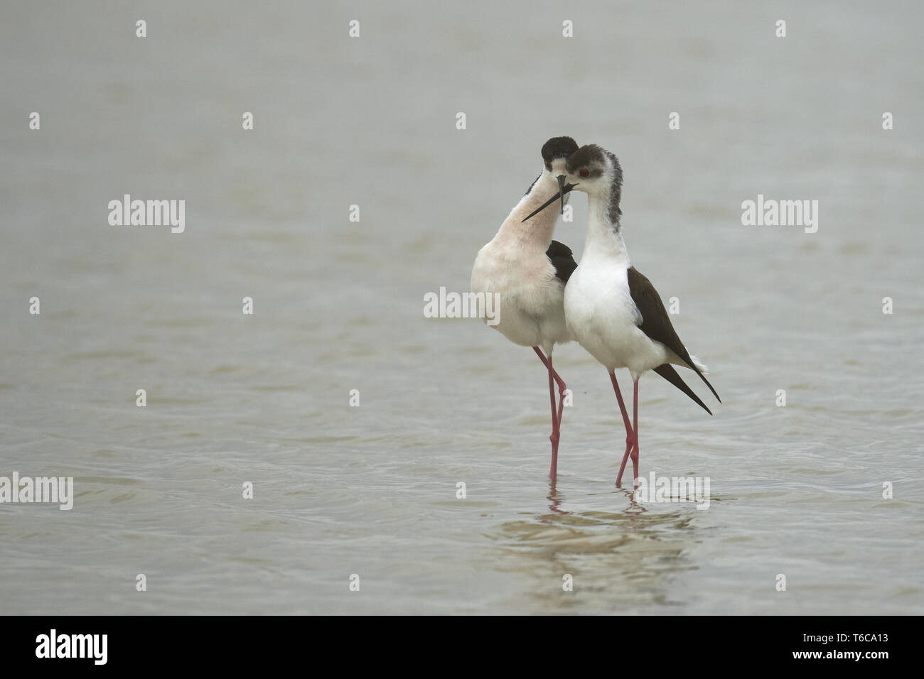 Common Stilt, Himantopus himantopus, North Sea, Europe Stock Photo - Alamy