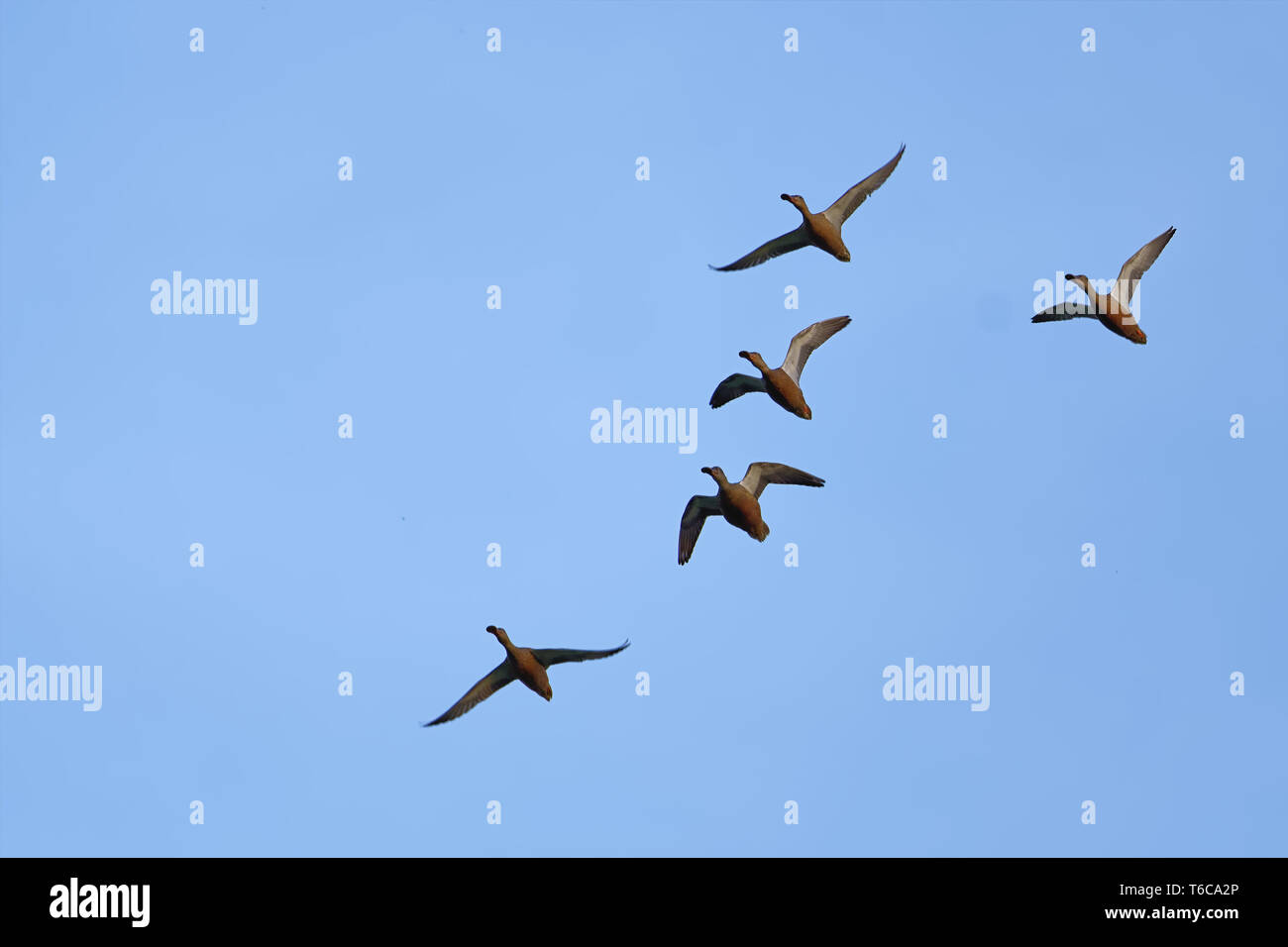 northern shoveler in flight Stock Photo - Alamy