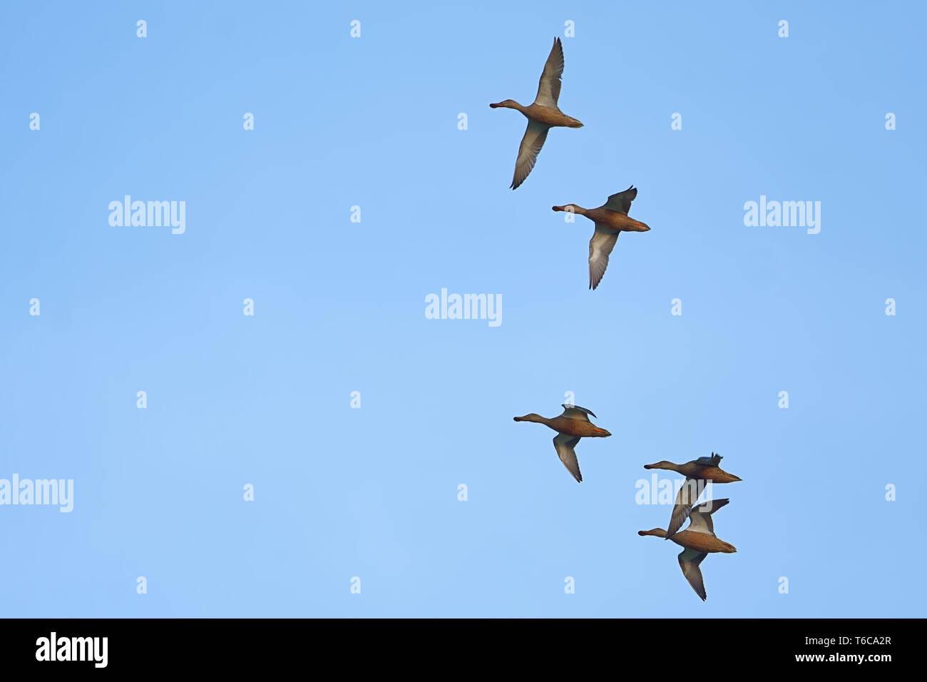northern shoveler in flight Stock Photo - Alamy