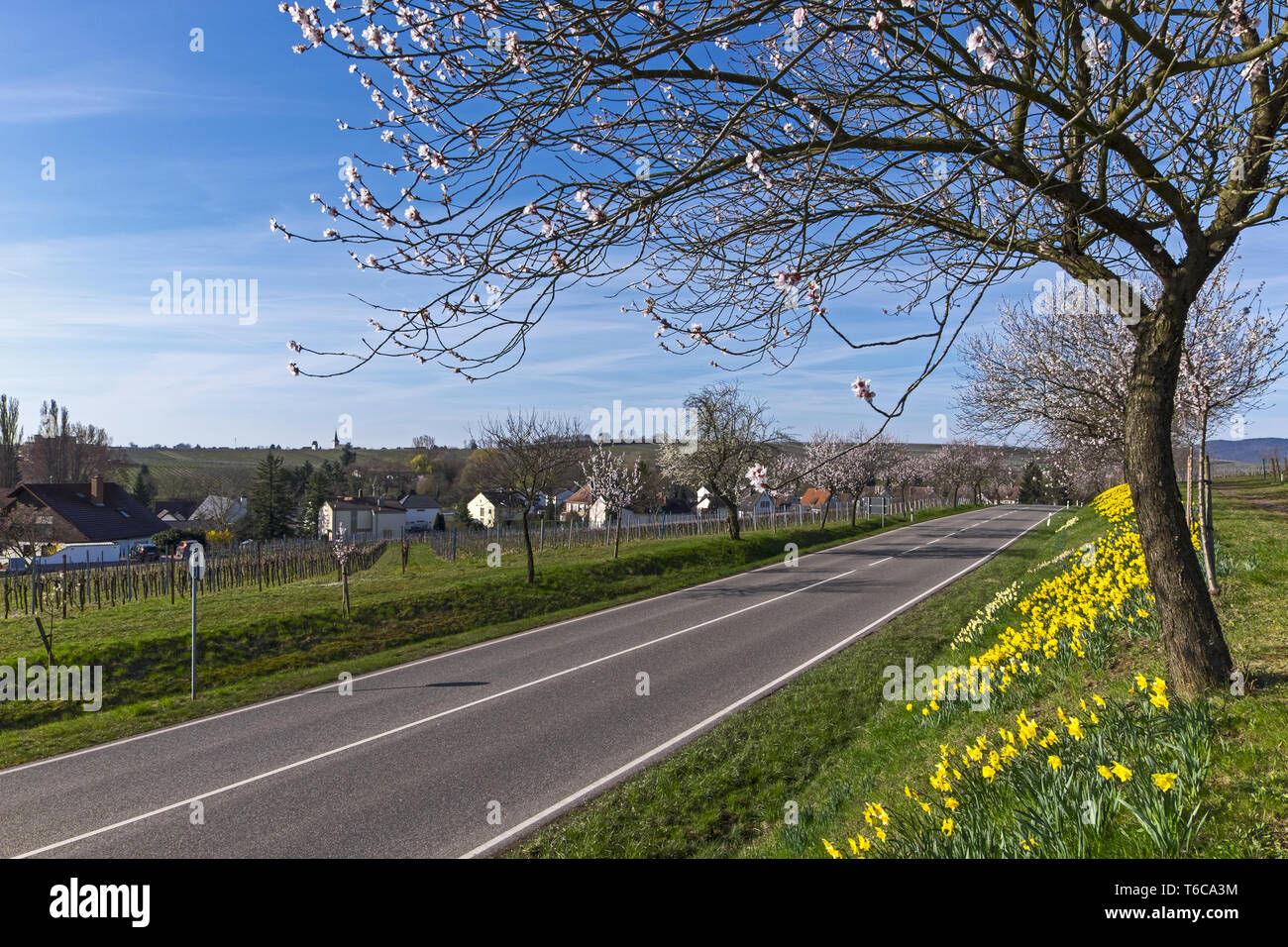 Country road with blooming almond trees (Prunus dulcis Stock Photo - Alamy