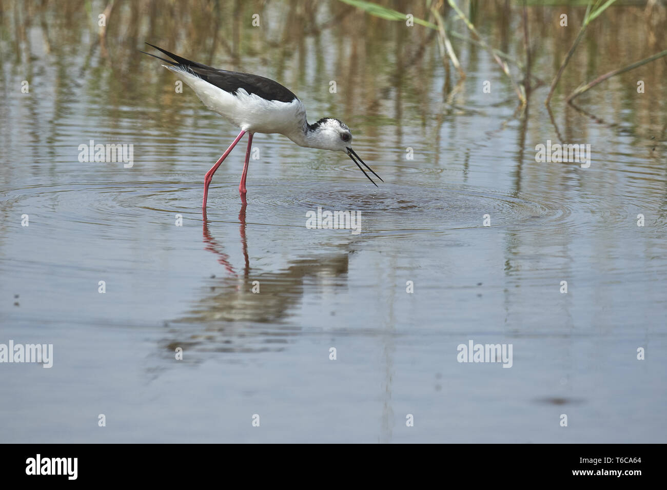 Common Stilt, Himantopus himantopus, North Sea, Europe Stock Photo - Alamy