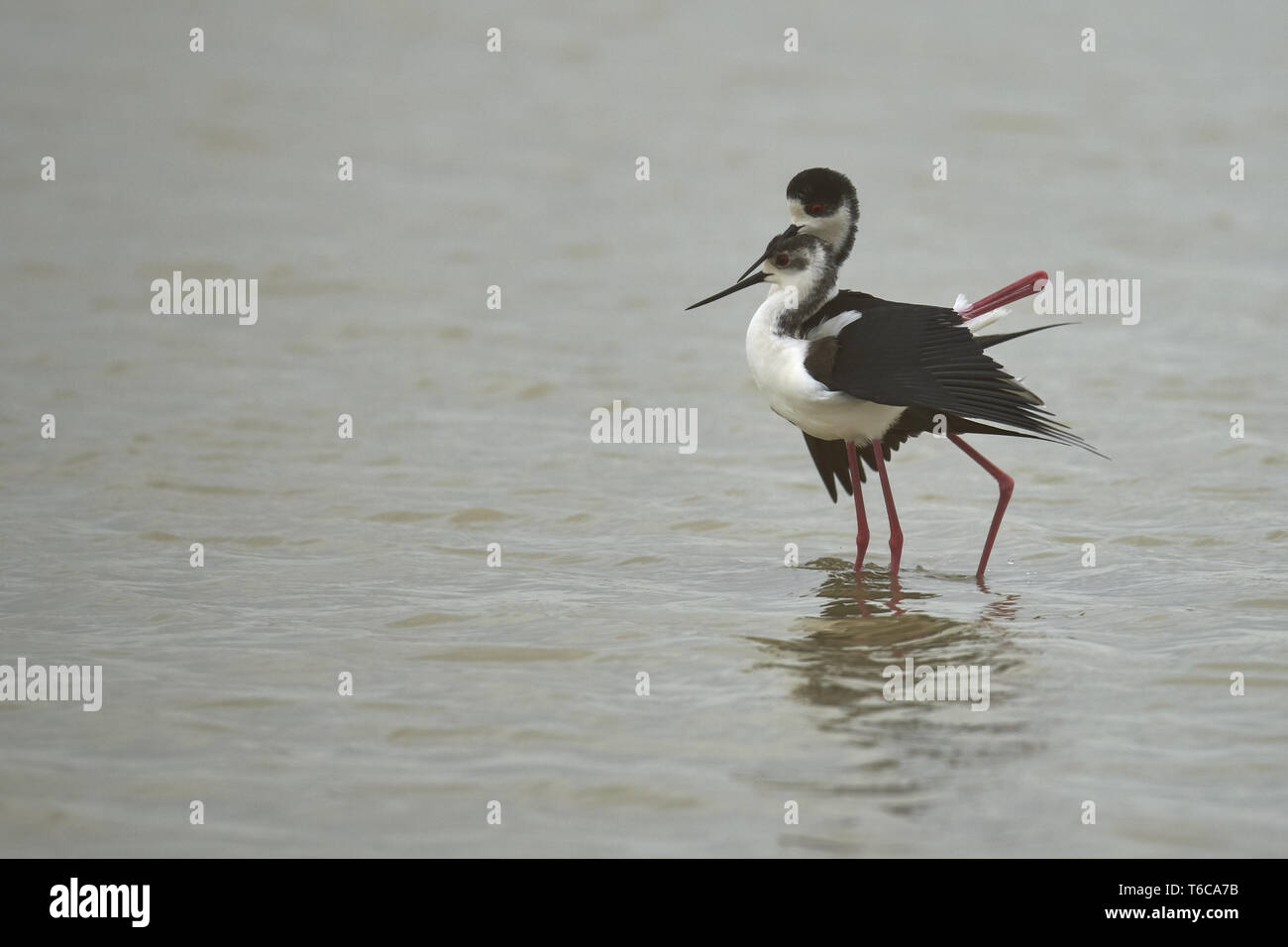 Common Stilt, Himantopus himantopus, North Sea, Europe Stock Photo - Alamy