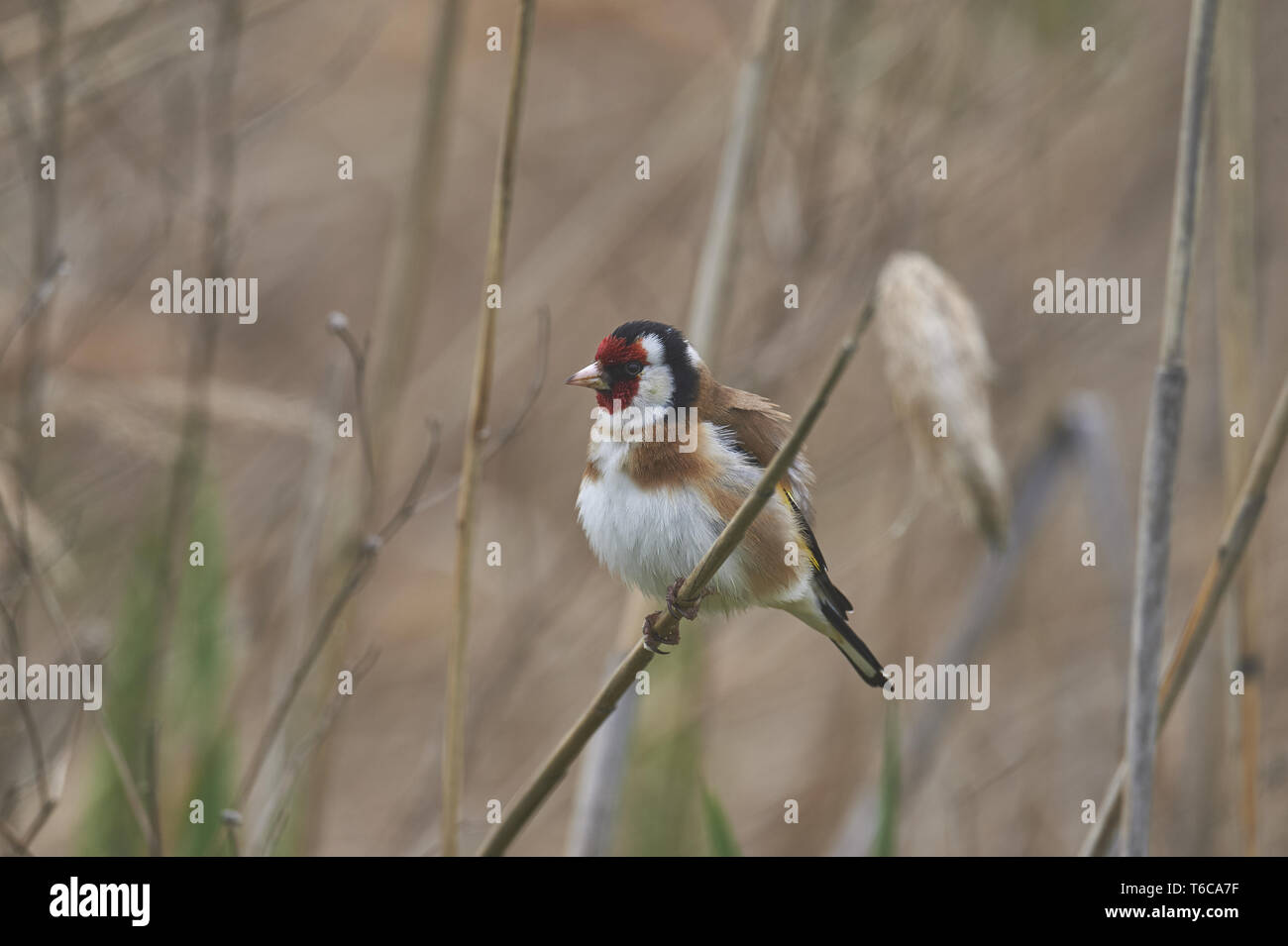 European Goldfinch, Carduelis Carduelis Stock Photo - Alamy
