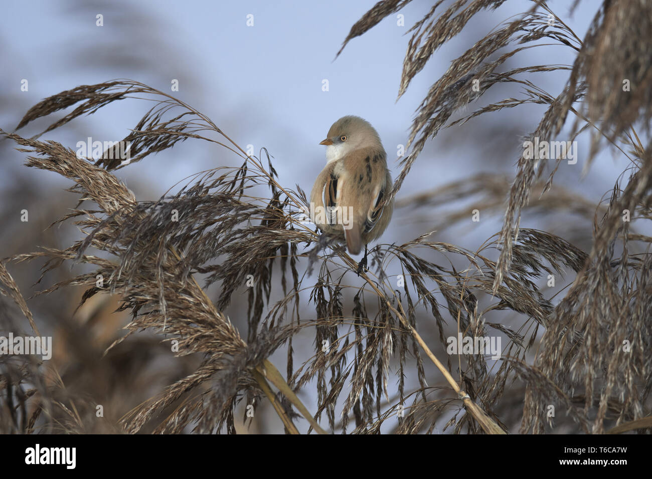 Bearded Reedling, Panurus biarmicus Stock Photo - Alamy