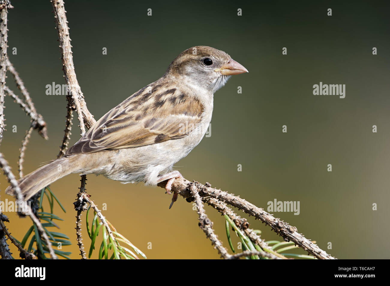 Garden house sparrow hi-res stock photography and images - Alamy