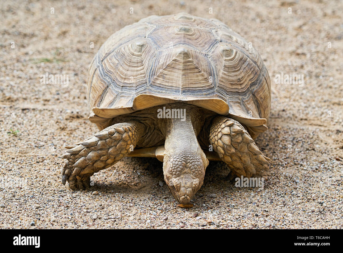 Spurred Tortoise in the sand Stock Photo - Alamy