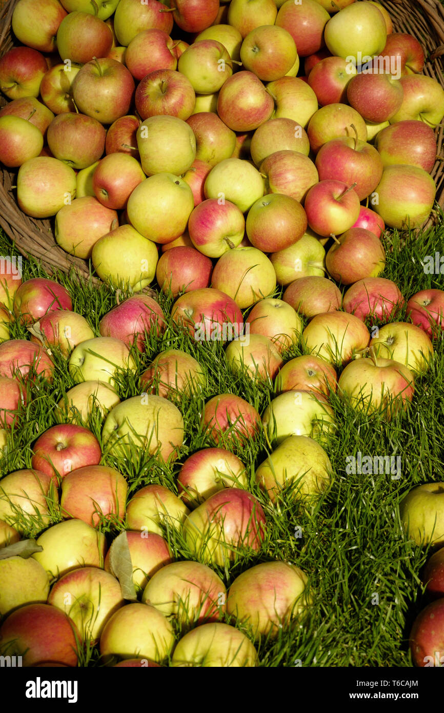 Pinova apple hi-res stock photography and images - Alamy