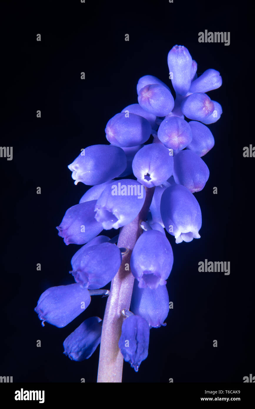 Miniature hyacinth hi-res stock photography and images - Alamy