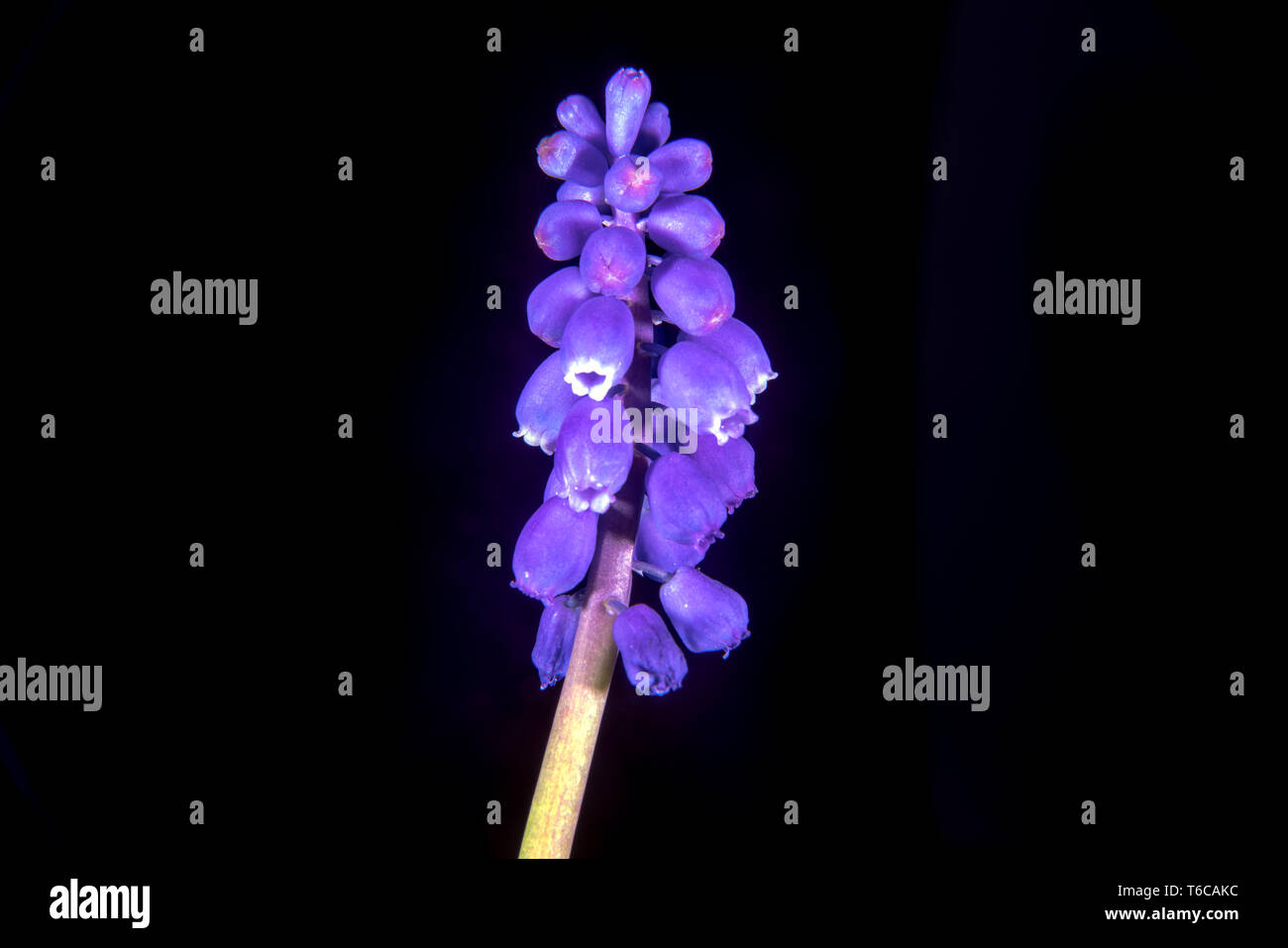 Miniature hyacinth hi-res stock photography and images - Alamy