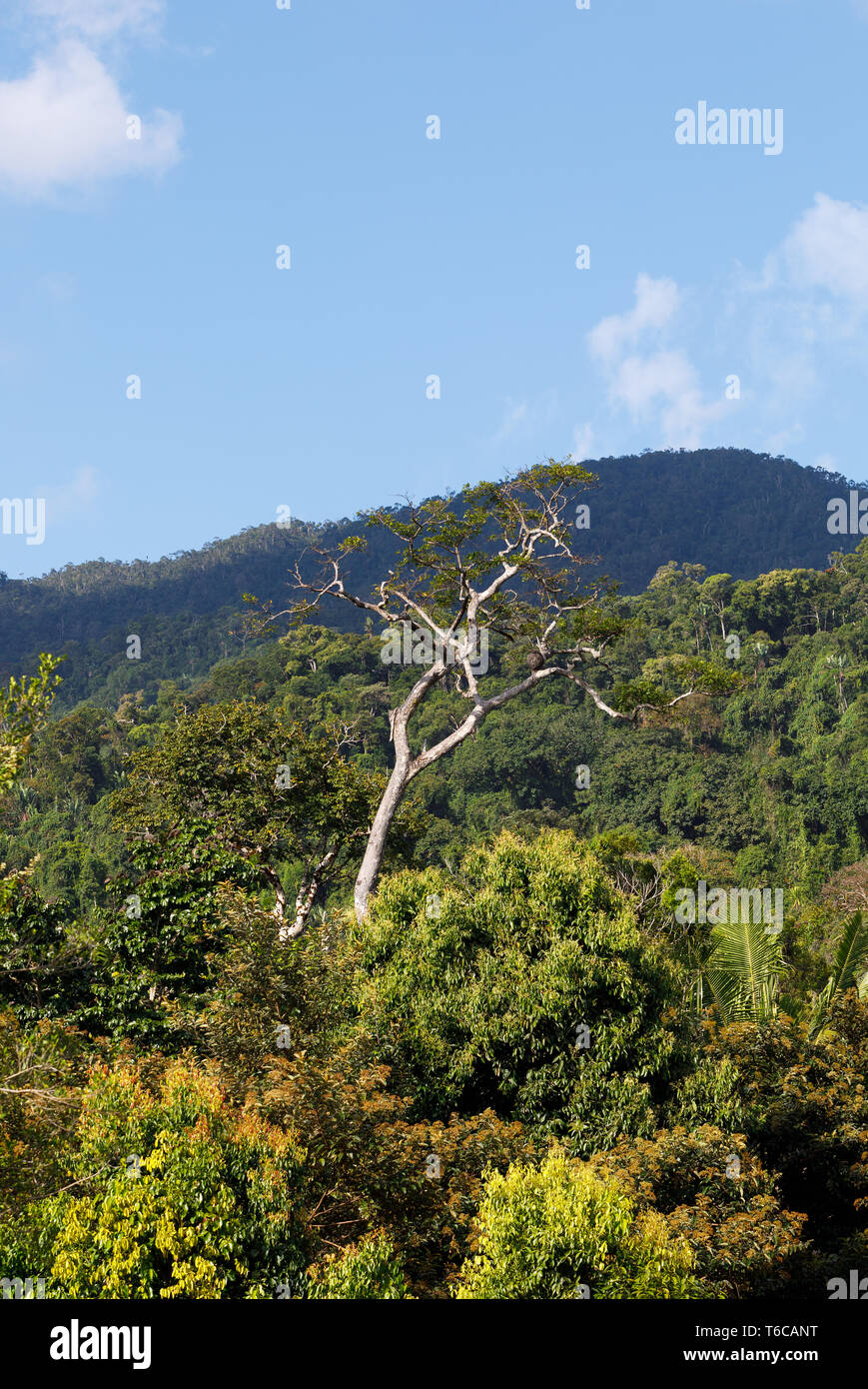 Rainforest in Masoala national park, Madagascar Stock Photo - Alamy