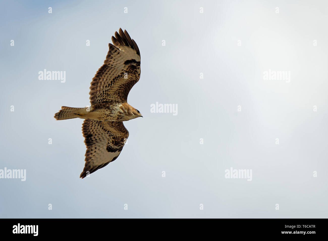 Common buzzard close up eye hi-res stock photography and images - Alamy